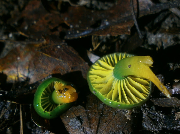 Parrot Waxcap | Project Noah