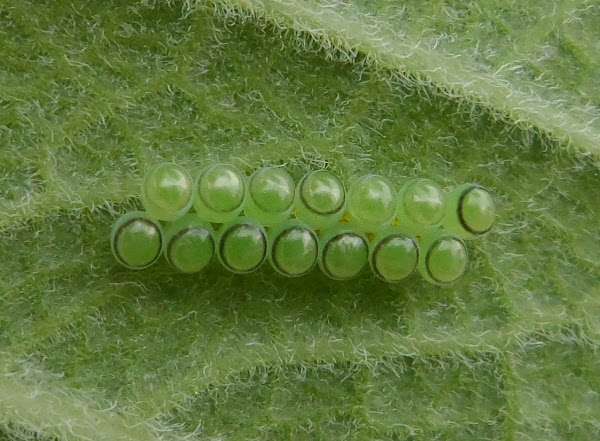 Spotting | Project Noah