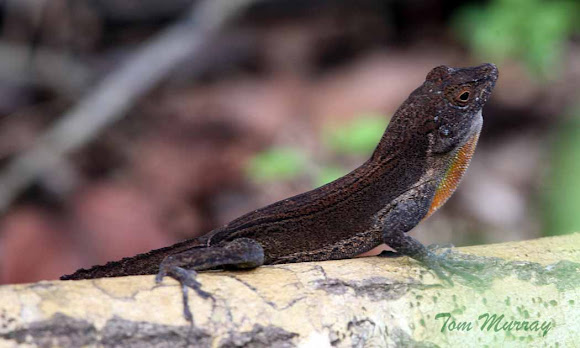 Puerto Rican Crested Anole | Project Noah