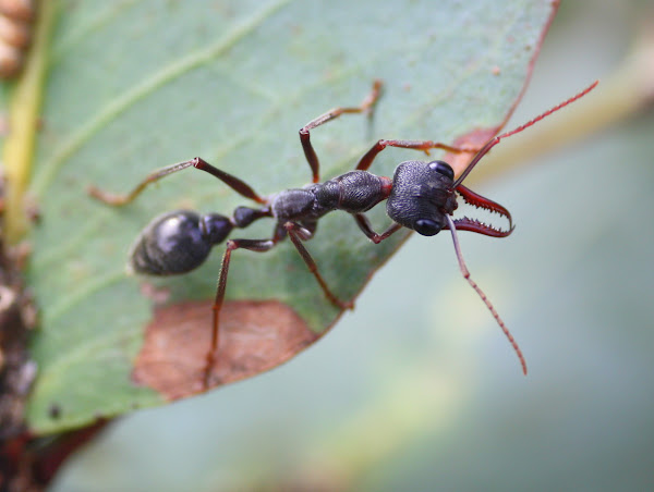 Inchman (Bulldog-ant) | Project Noah