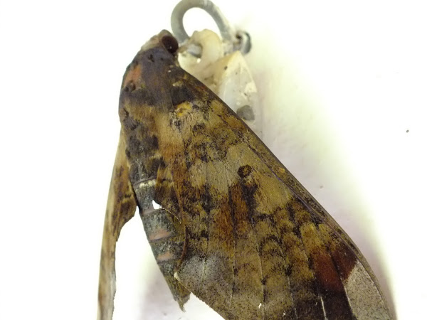Fig sphinx moth | Project Noah