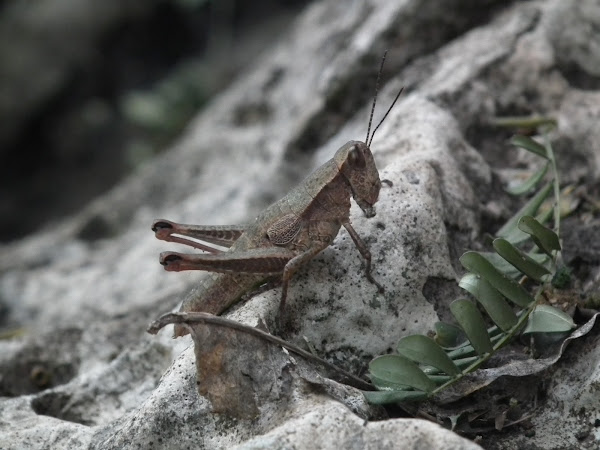 Grasshopper | Project Noah