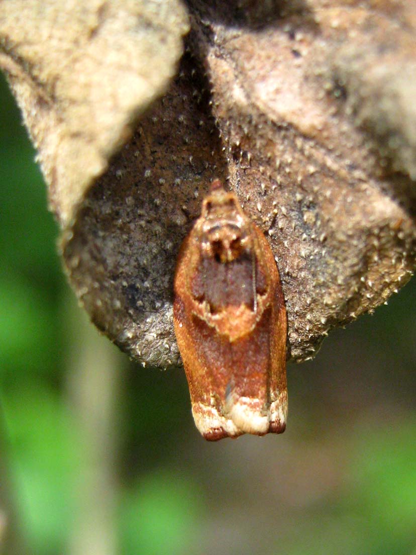 Pondapple Leafroller | Project Noah