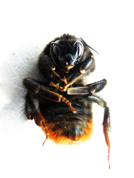 Bumblebee | Project Noah