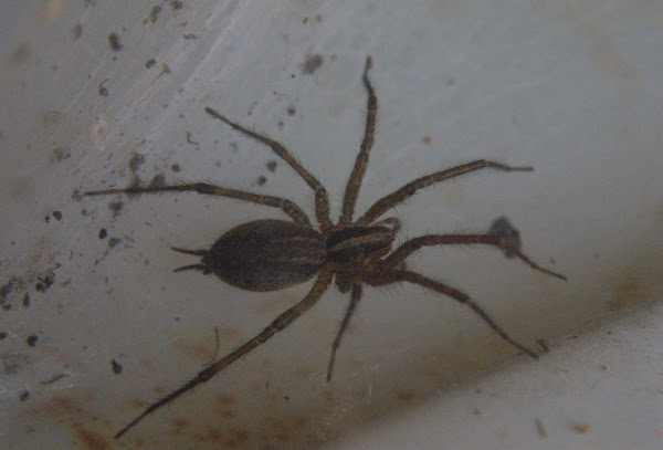 Grass Spider, female | Project Noah