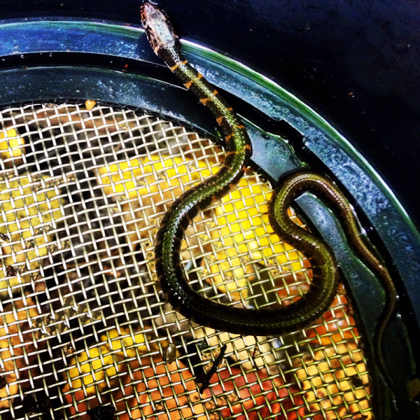 Northern water snake. | Project Noah