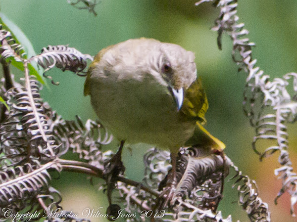 Olive-winged Bulbul | Project Noah