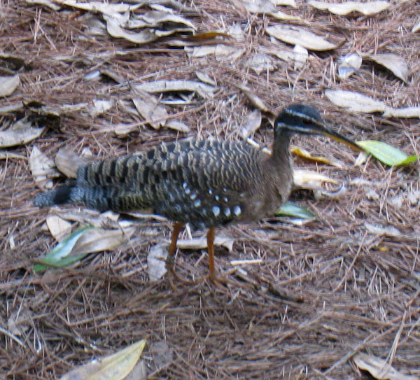 Sunbittern | Project Noah