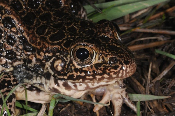 Northern crawfish frog | Project Noah