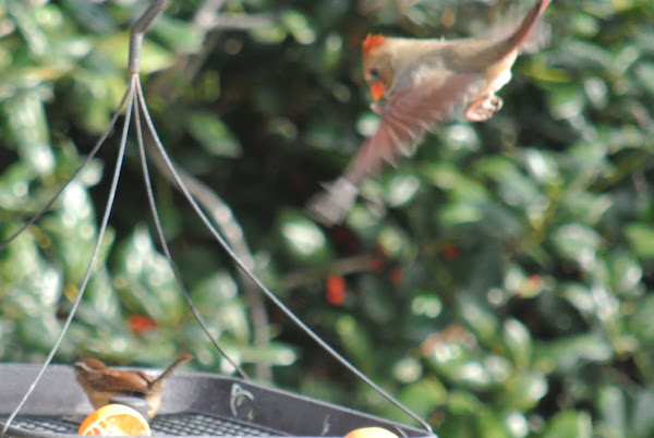 Northern Cardinal | Project Noah