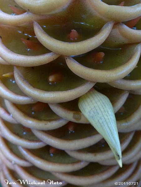 Zingiber spectabilis 'Early Gold' | Project Noah