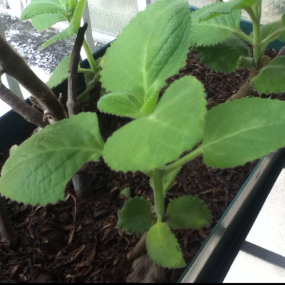 Orégano Orejón | Project Noah