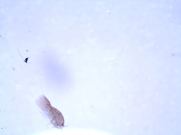 copepod with eggs | Project Noah
