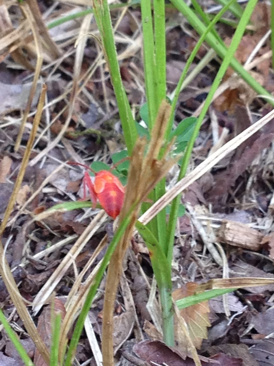 Juvenile Box Elder Bug | Project Noah