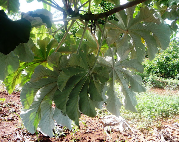 Yarumo o yagrumo | Project Noah