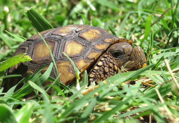 Gopher Tortoise Juvenile | Project Noah