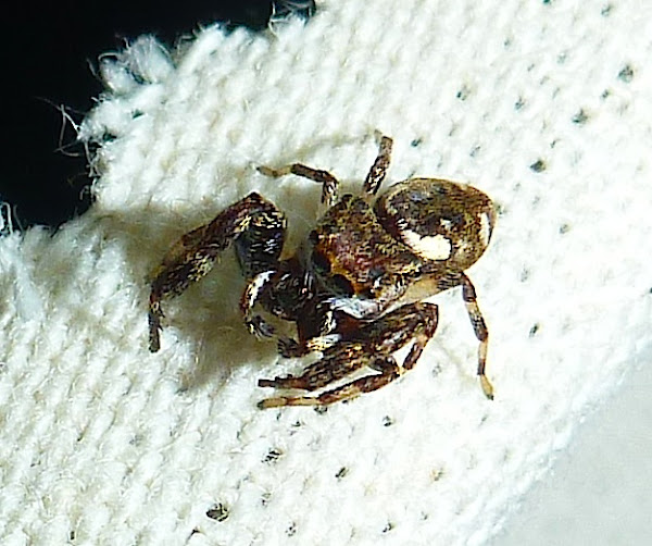 Mini Jumping Spider | Project Noah