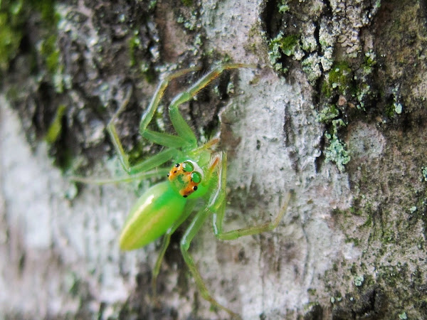 Jumping Spider | Project Noah