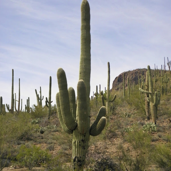 BioBlitz: Saguaro National Park | Project Noah