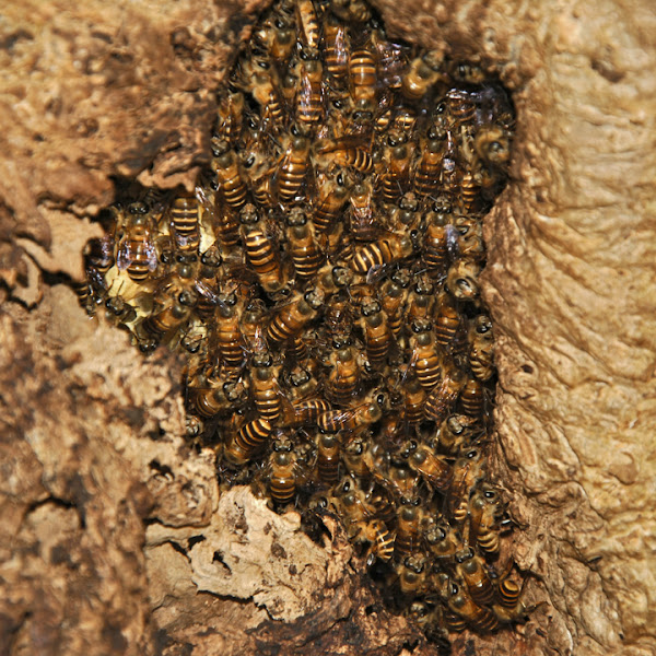 Honey bee | Project Noah