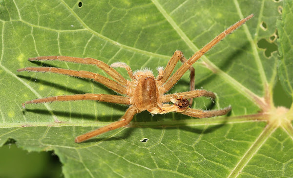 Molted Spider Skin | Project Noah