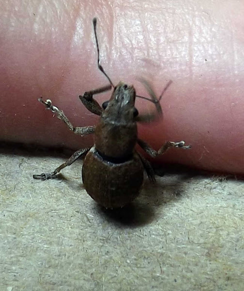 Fuller's Rose Weevil | Project Noah