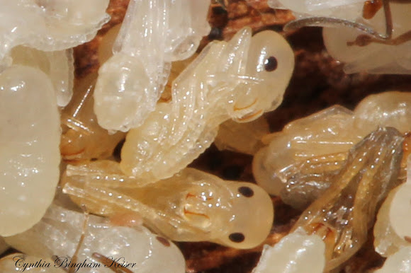 Ant Larvae | Project Noah