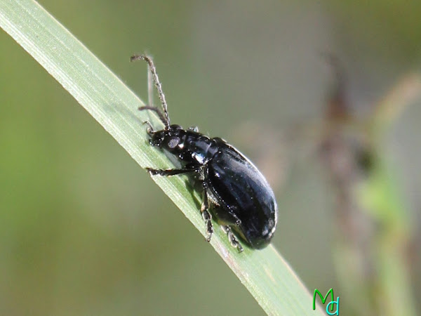 Leaf beetle | Project Noah