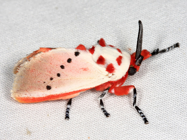 Megalopygid Moth | Project Noah