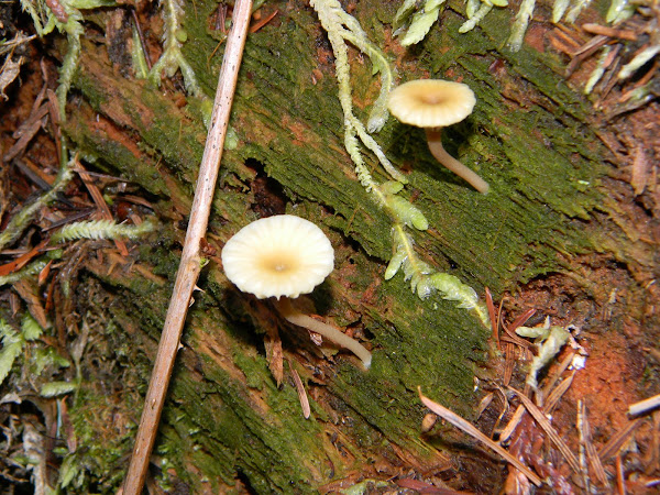 Brown Belly Buttons | Project Noah