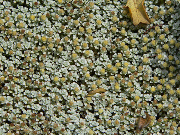 Scab weed | Project Noah