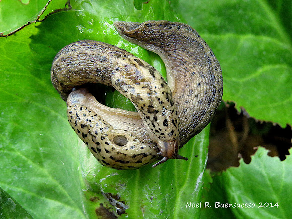 Leopard Slugs (mating) | Project Noah
