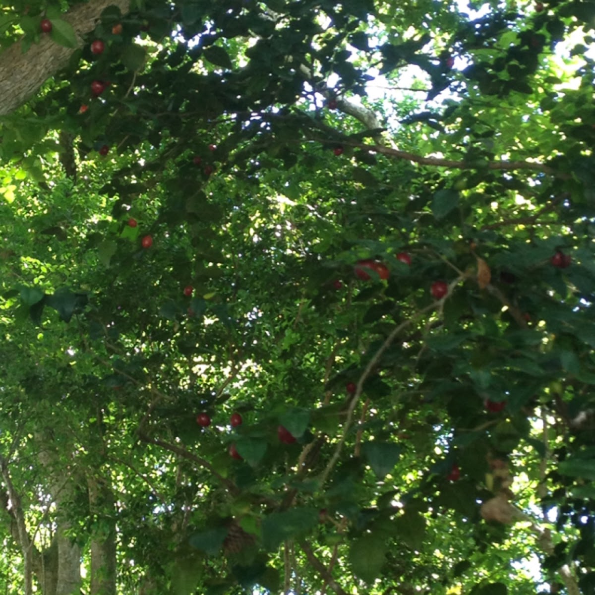 Guavaberry | Project Noah