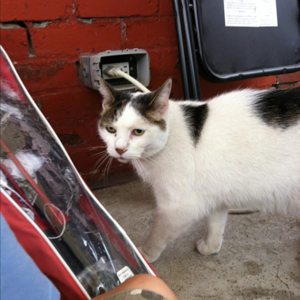 Dsh - cat | Project Noah