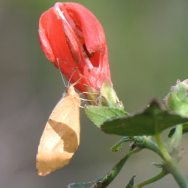 Sleepy Orange | Project Noah