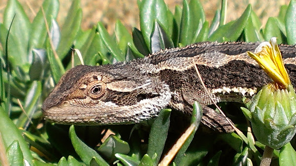 Western Bearded Dragon | Project Noah
