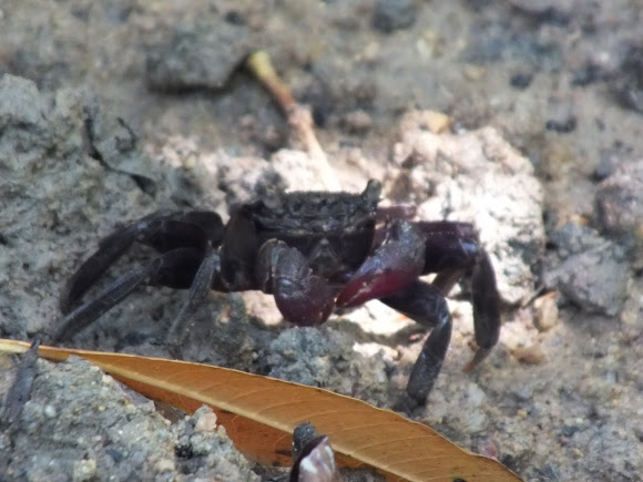 Tree-climbing crab | Project Noah