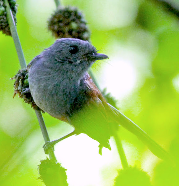 Blue-headed Fantail | Project Noah