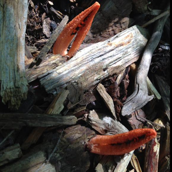 Stinky Squid Fungus | Project Noah