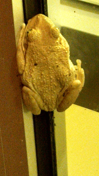 Cuban Tree Frog | Project Noah