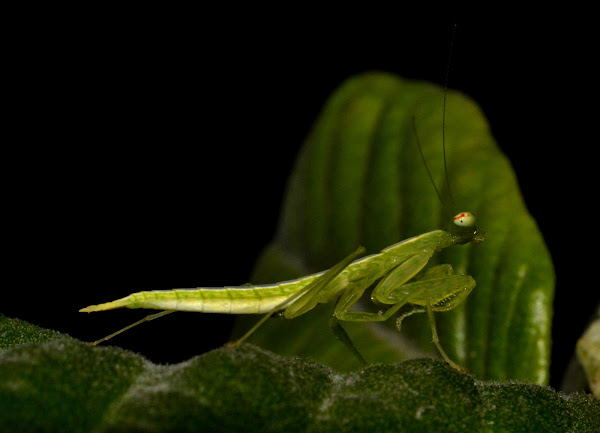 Praying Mantis Nymph | Project Noah