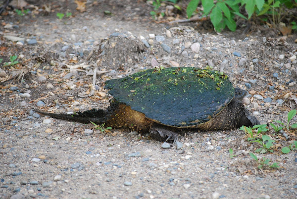 Common Snapping Turtle | Project Noah