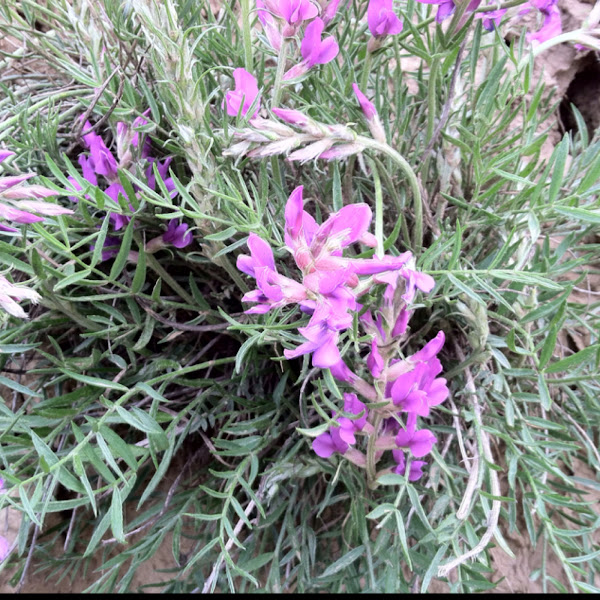 Loco Weed | Project Noah