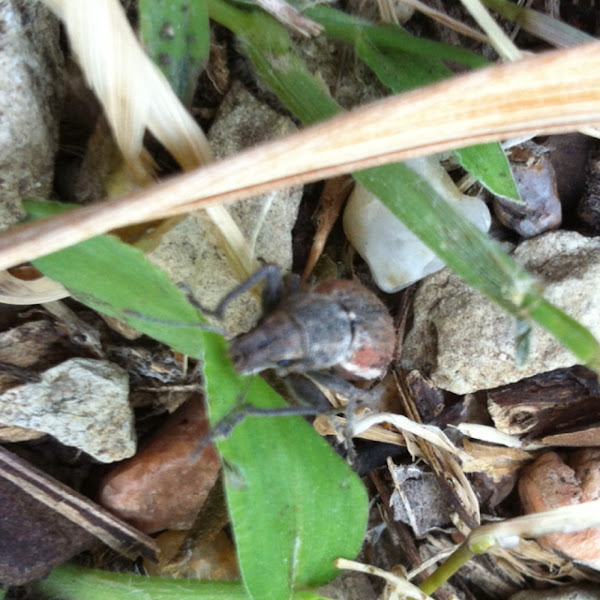 White-fringed Weevil | Project Noah