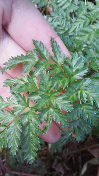 Poison hemlock | Project Noah