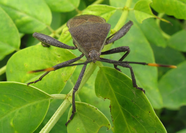 Spotting | Project Noah