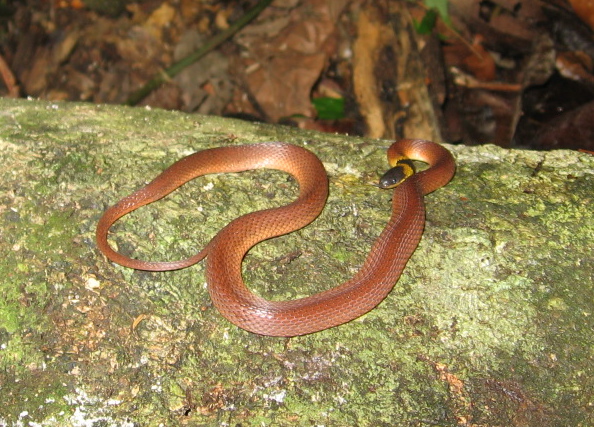 Red-Coffee Snake | Project Noah