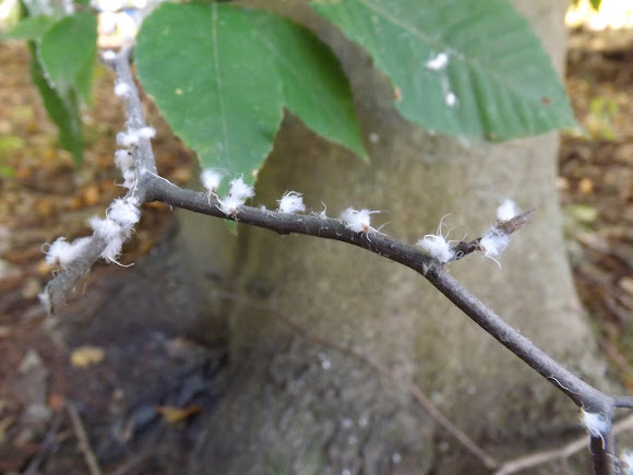 Beech Blight Aphid | Project Noah