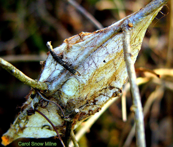 Cecropia Moth Cocoon | Project Noah