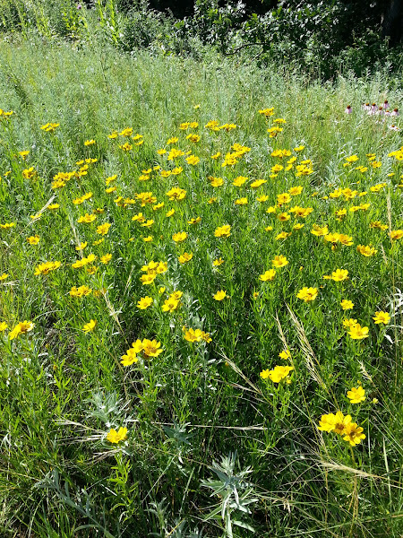 Prairie Coreopsis | Project Noah